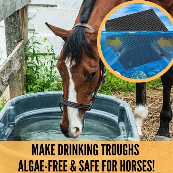 Eco-friendly - Water Trough Purifier Cube🐠🐴 – luckyao